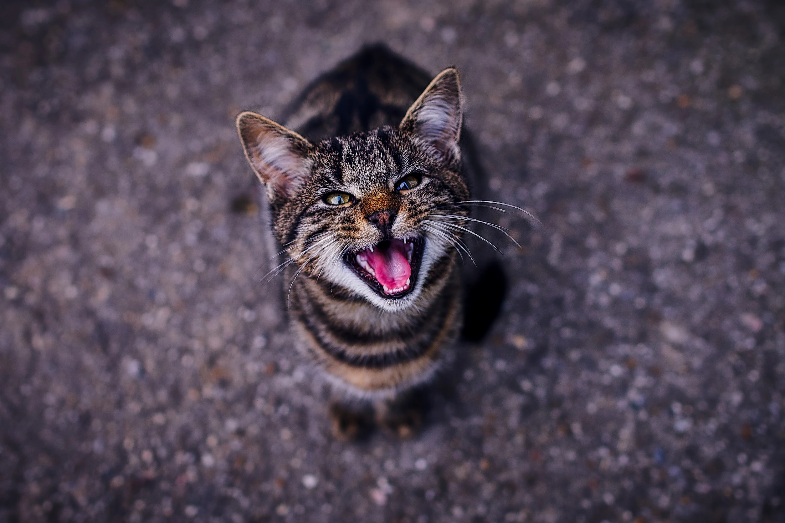 Chat qui miaule : Comprendre la communication féline