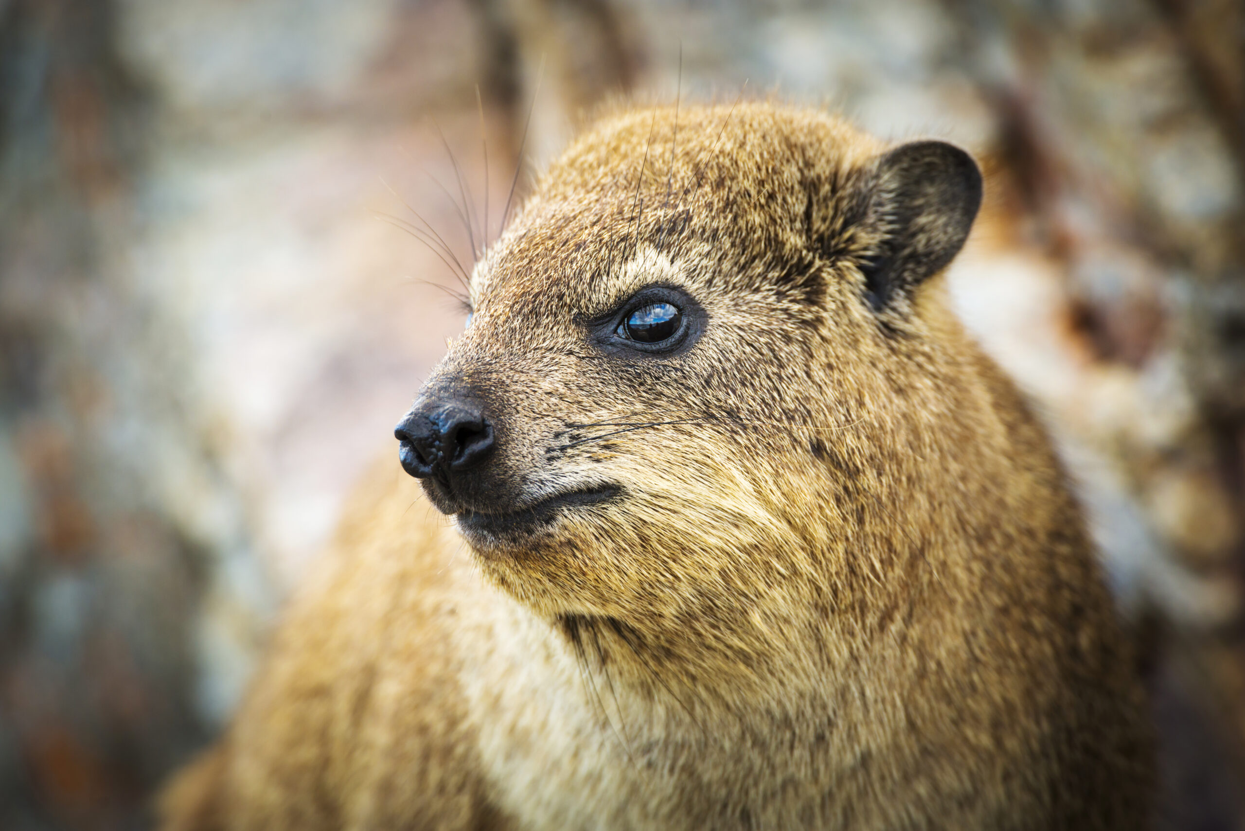 Animal en q : un voyage fascinant dans le règne animal
